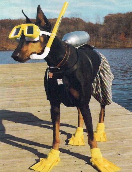 divedog - cDiver